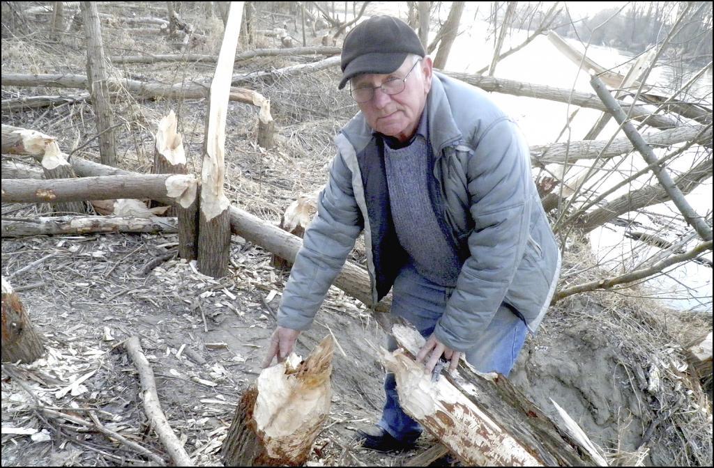 M. SREDIŠĆE: Dabrovi srušili hektare šuma uz Muru!