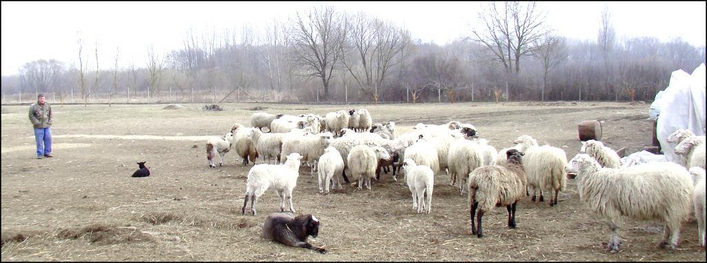 Psi lutalice zaklali deset janjaca