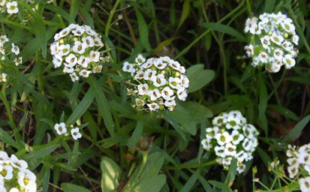 Ljekovitost stolisnika - što možete liječiti stolisnikom